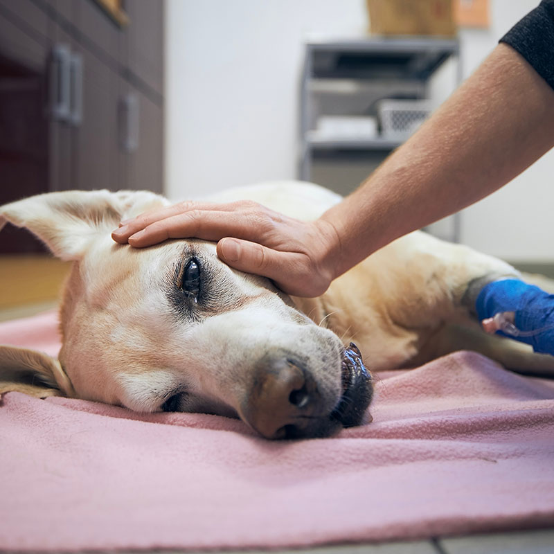 Difficult Cases - Animal Hospital Southwest